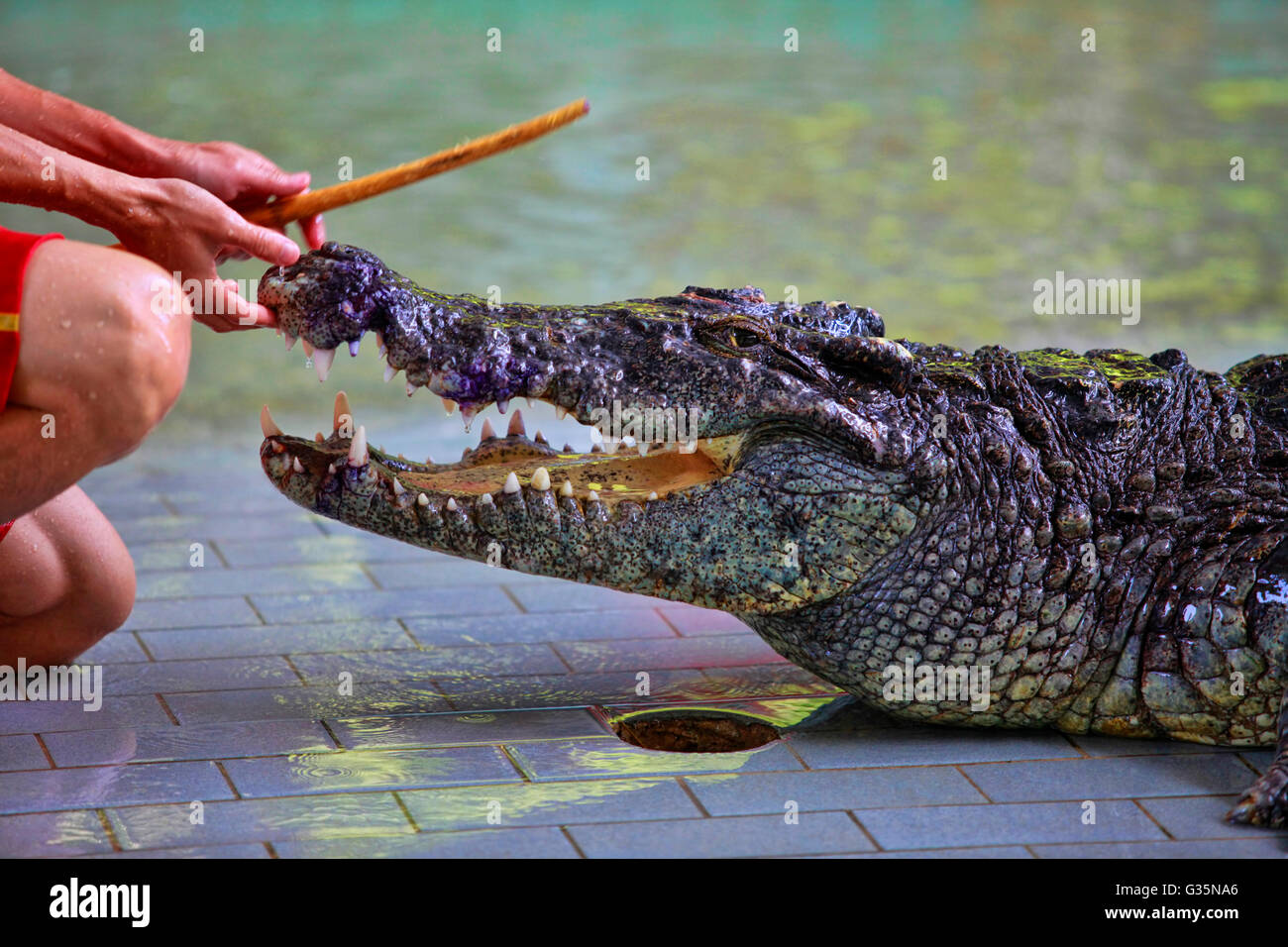 Traditional for Thailand "Show of crocodiles". A zoo keeper teases a ...