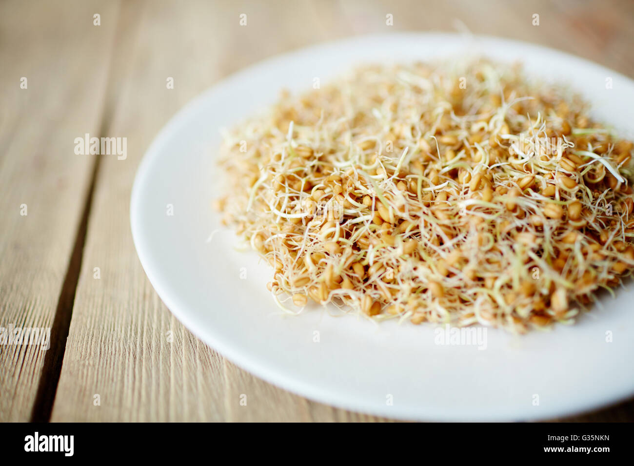Germinating wheat grains Stock Photo - Alamy