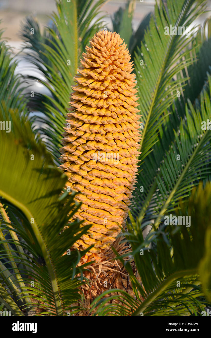 Closeup of cone of Cycas revoluta Stock Photo - Alamy