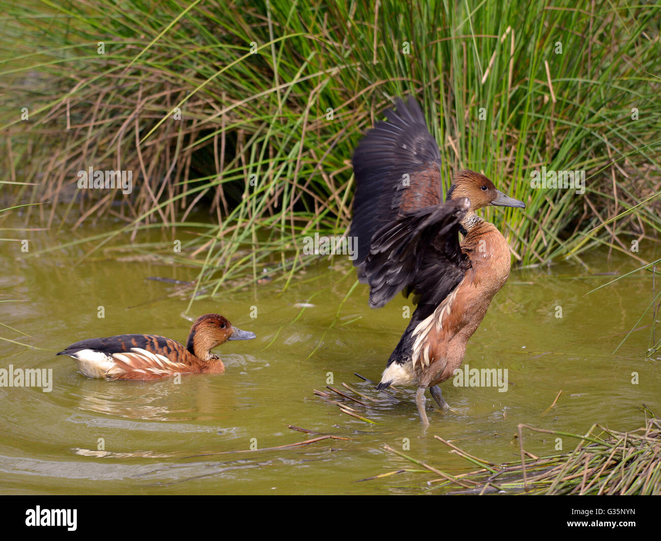 Two Fulvous Whistling Ducks or fulvous tree ducks (Dendrocygna bicolor ...