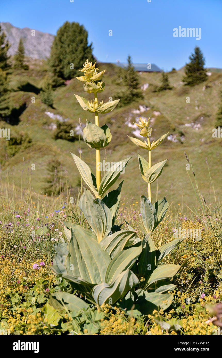 Genciana gentiana lutea hi-res stock photography and images - Alamy