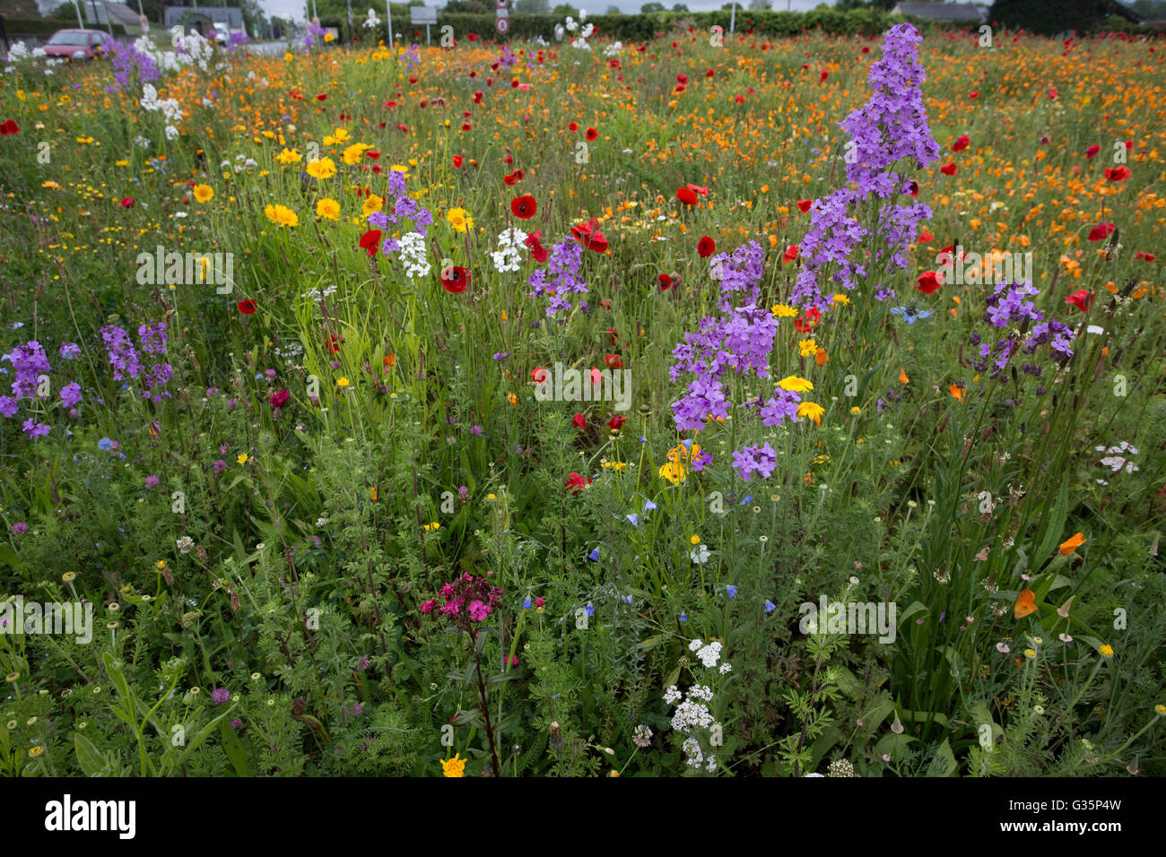 Spectacular display of wild flowers planted on roundabout near ...