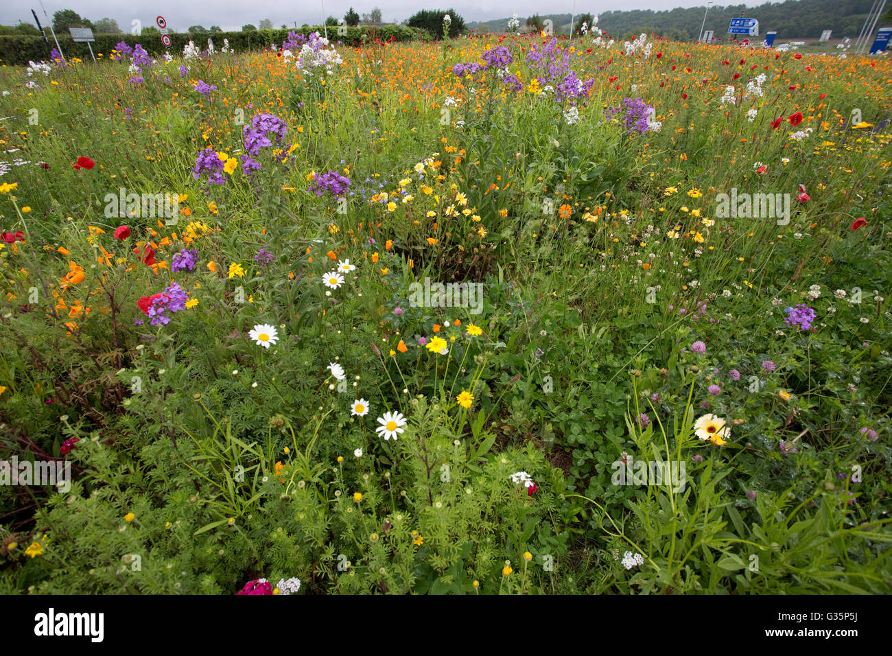 Spectacular display of wild flowers planted on roundabout near ...