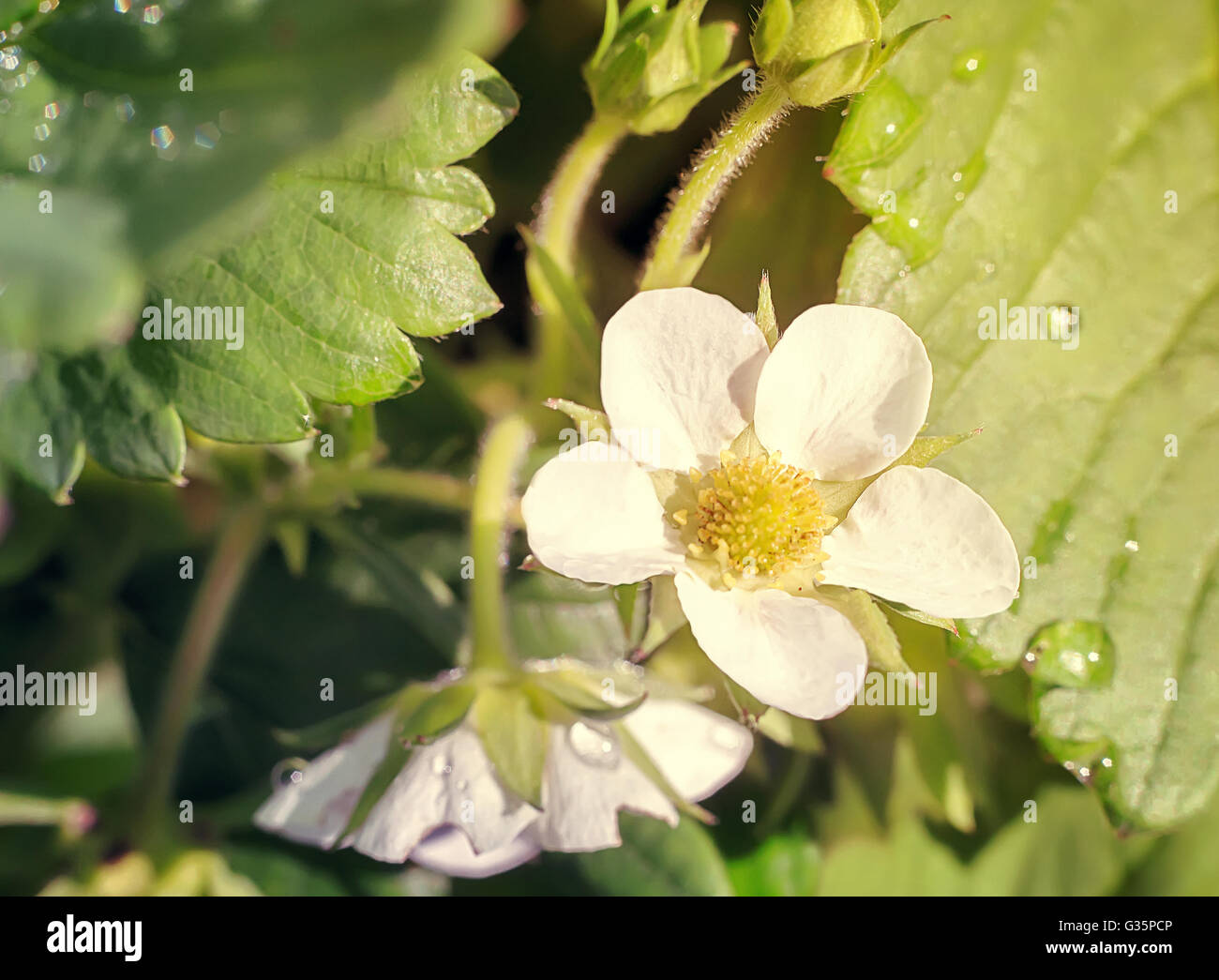 Closeup presents flowers, buds and leaves of strawberries growing in ...