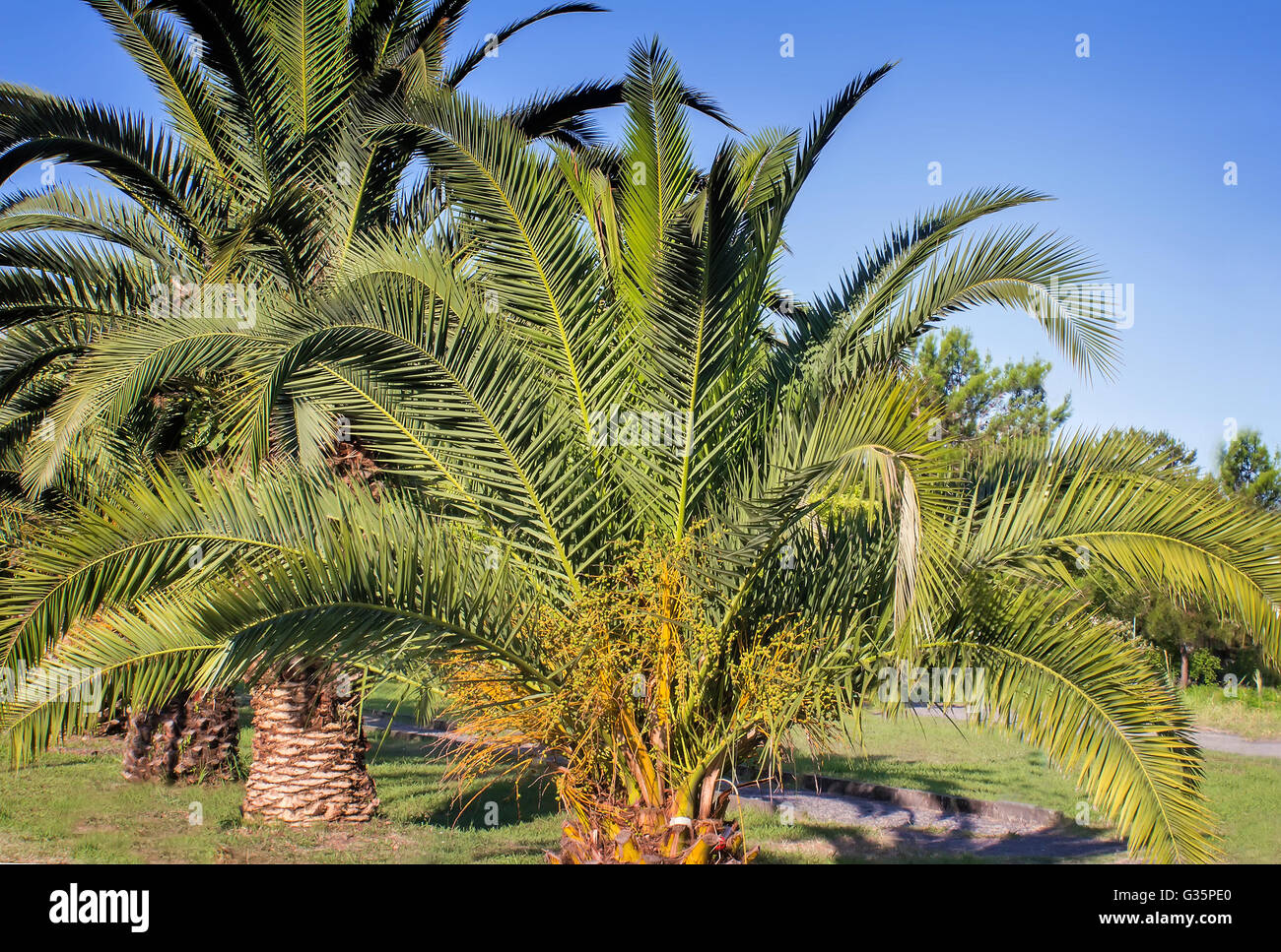 Sprawling palm tree hi-res stock photography and images - Alamy