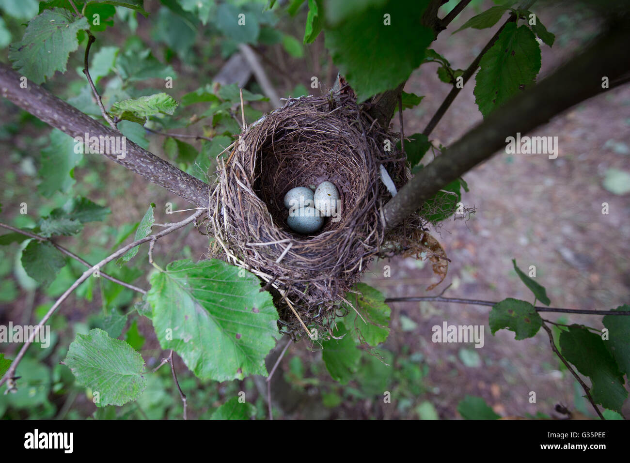 A bird nest with eggs on a hazelnut tree branch Stock Photo - Alamy