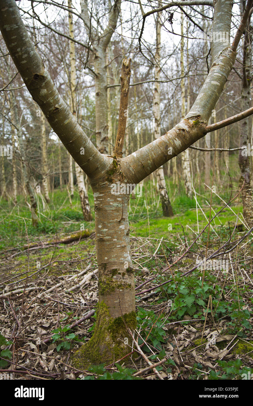 Grey squirrel bark stripping uk hi-res stock photography and images - Alamy