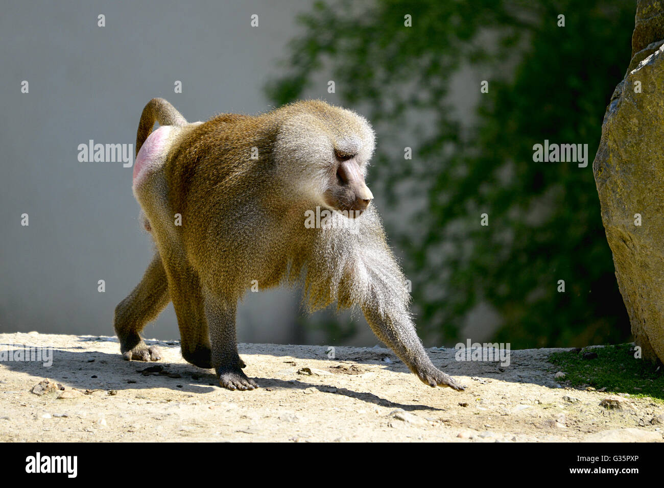 Primate walking hi-res stock photography and images - Alamy