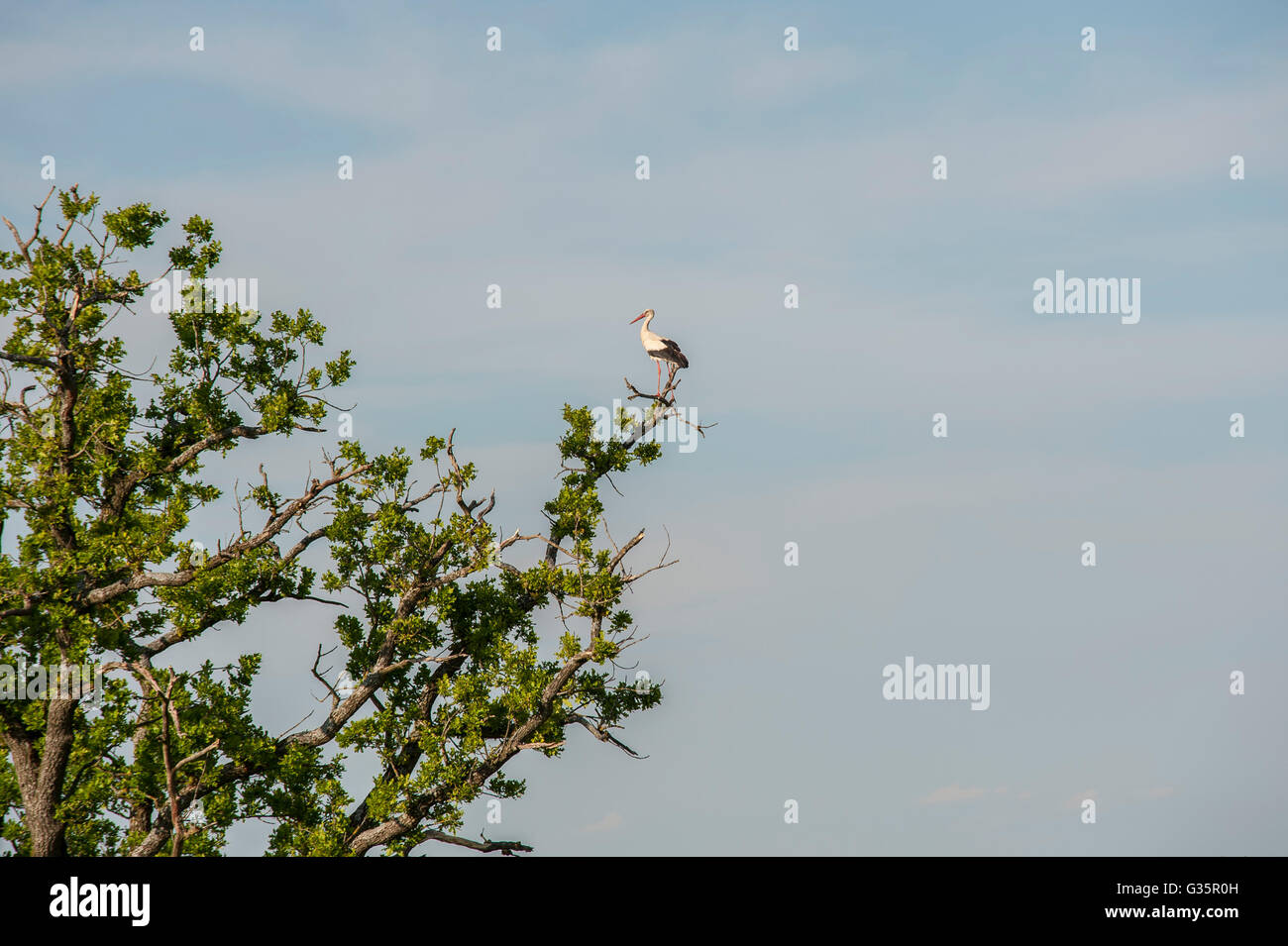 Storks On Tree Stock Photo - Alamy