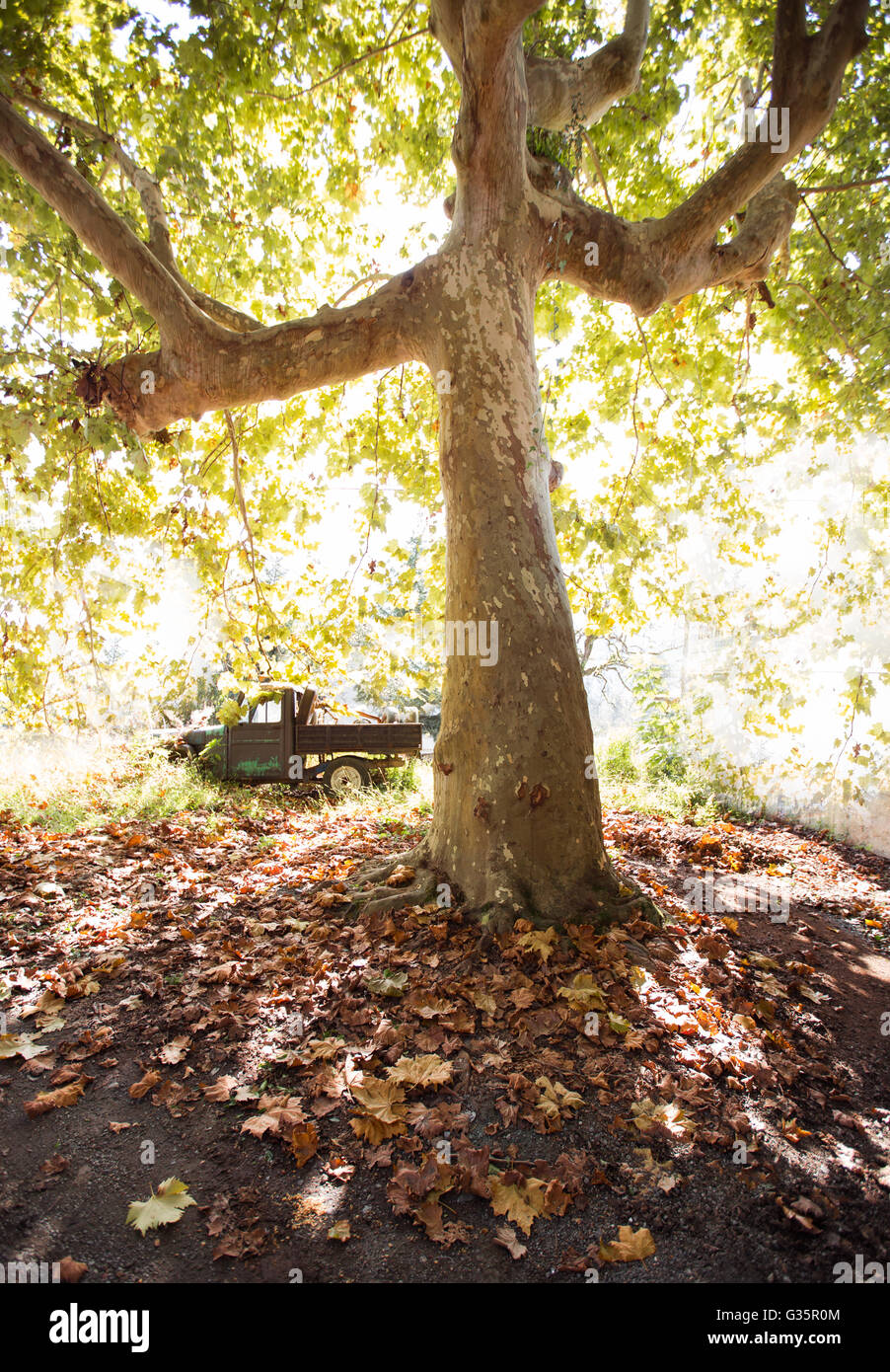 Old oak in autumn leaves hi-res stock photography and images - Alamy