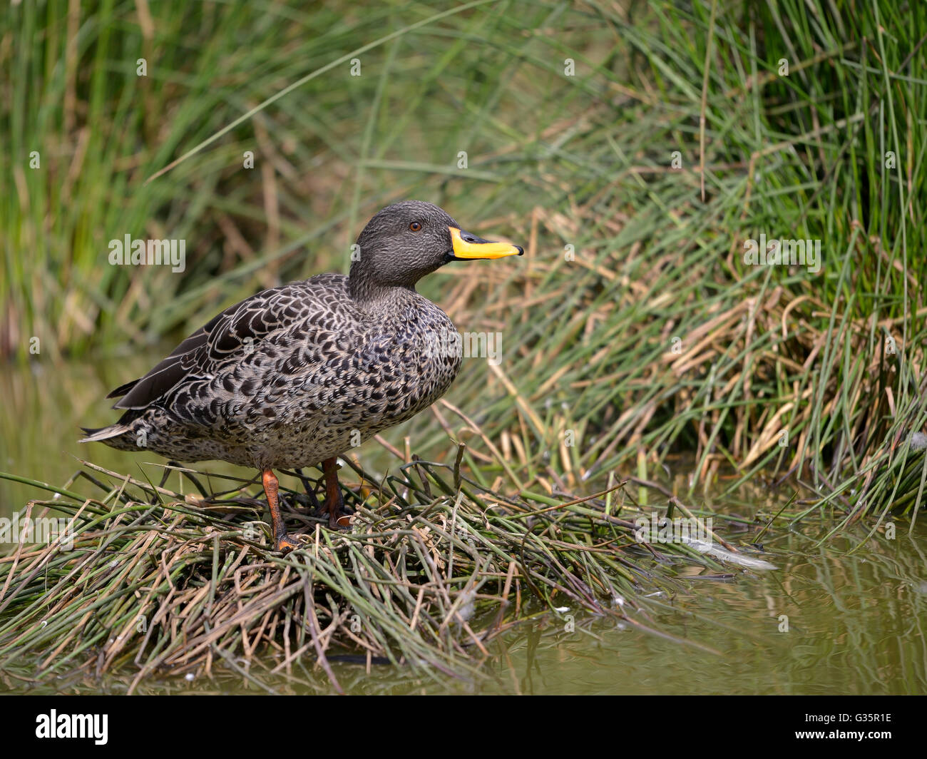 Duck plant hi-res stock photography and images - Alamy