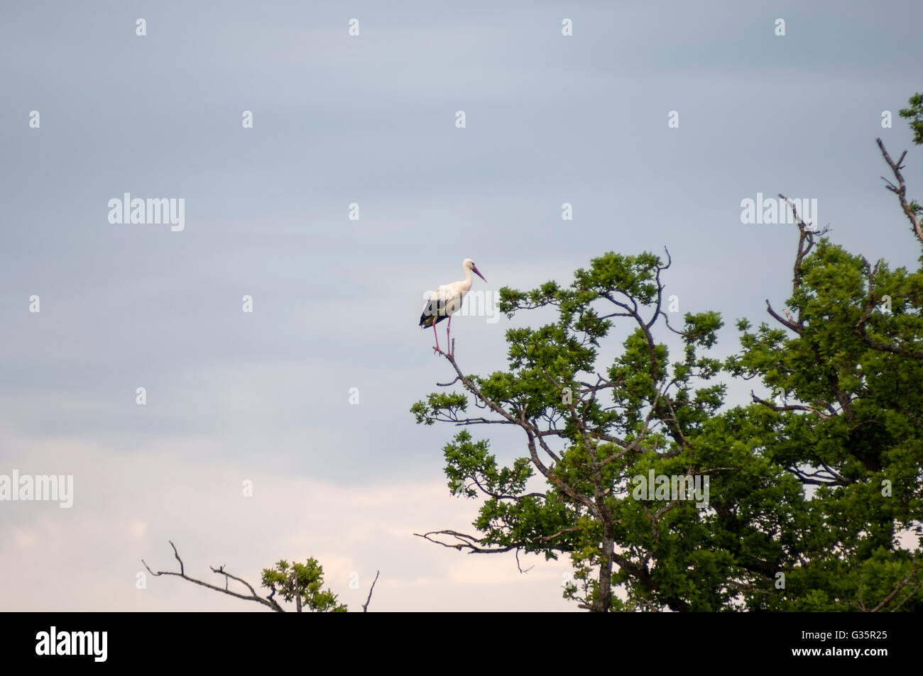 One bird tree evening sky hi-res stock photography and images - Alamy