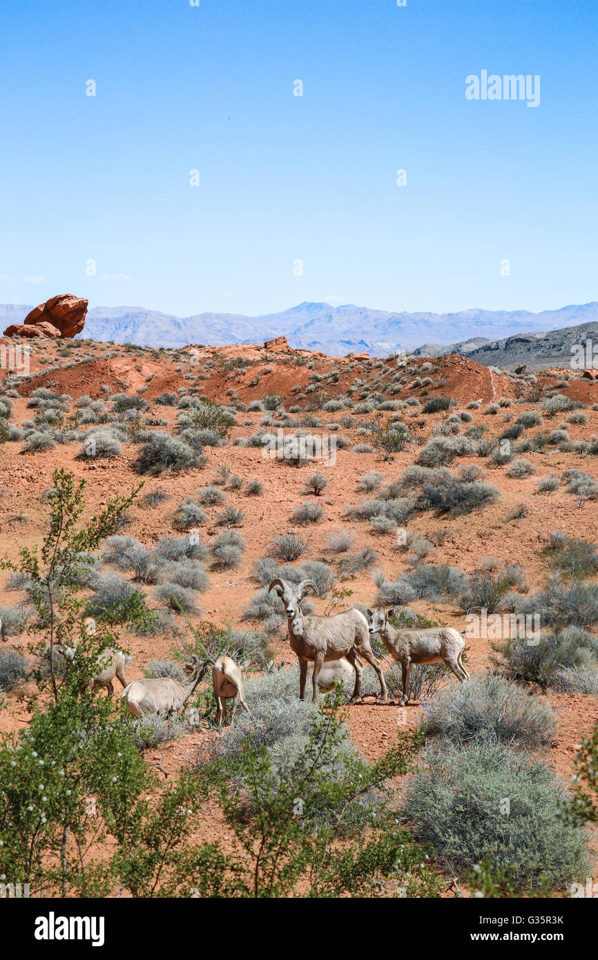 Resident Goats of Valley of Fire State Park, Nevada Stock Photo - Alamy