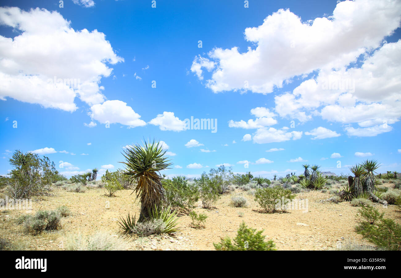 Blue sky cactus hi-res stock photography and images - Alamy