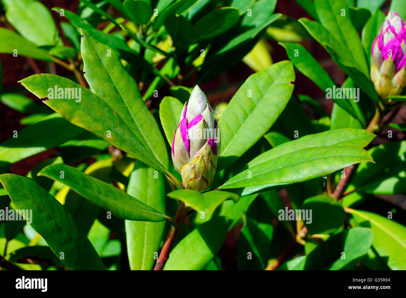 Yellow dwarf azalea hi-res stock photography and images - Alamy
