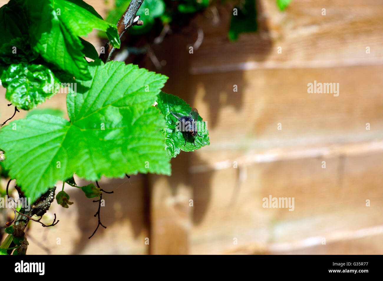 Blow fly larvae hi-res stock photography and images - Alamy