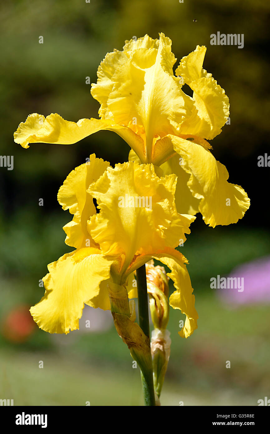 Swamp iris hi-res stock photography and images - Alamy