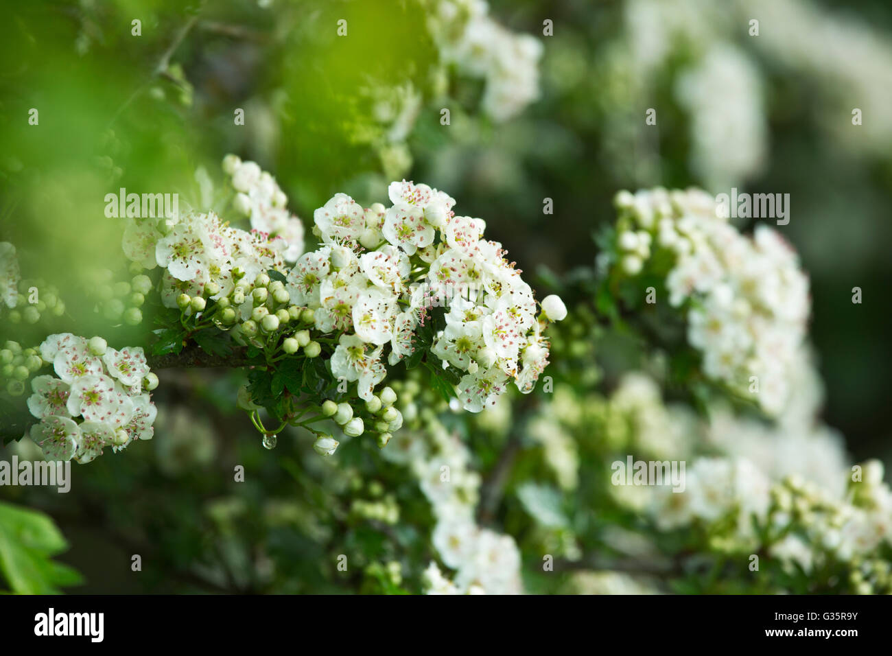 Hawthorne tree and spring flowers hi-res stock photography and images ...