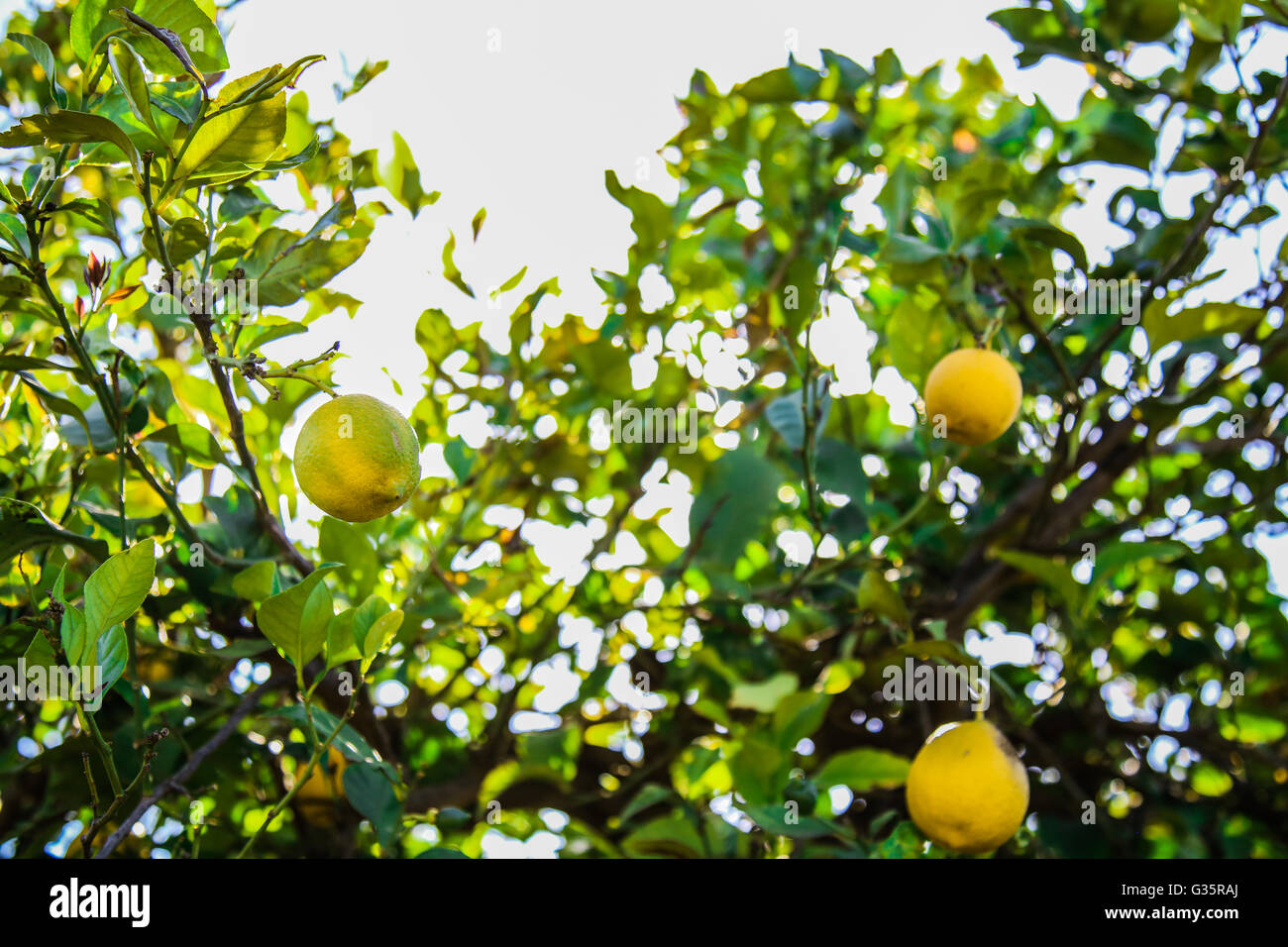 Lemon nature hi-res stock photography and images - Alamy