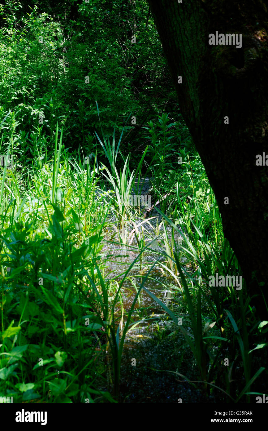 WATER MEADOW HEDGE END Stock Photo - Alamy