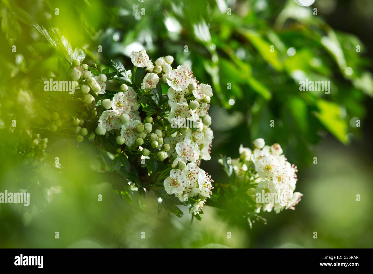 Hawthorn shrub hi-res stock photography and images - Alamy