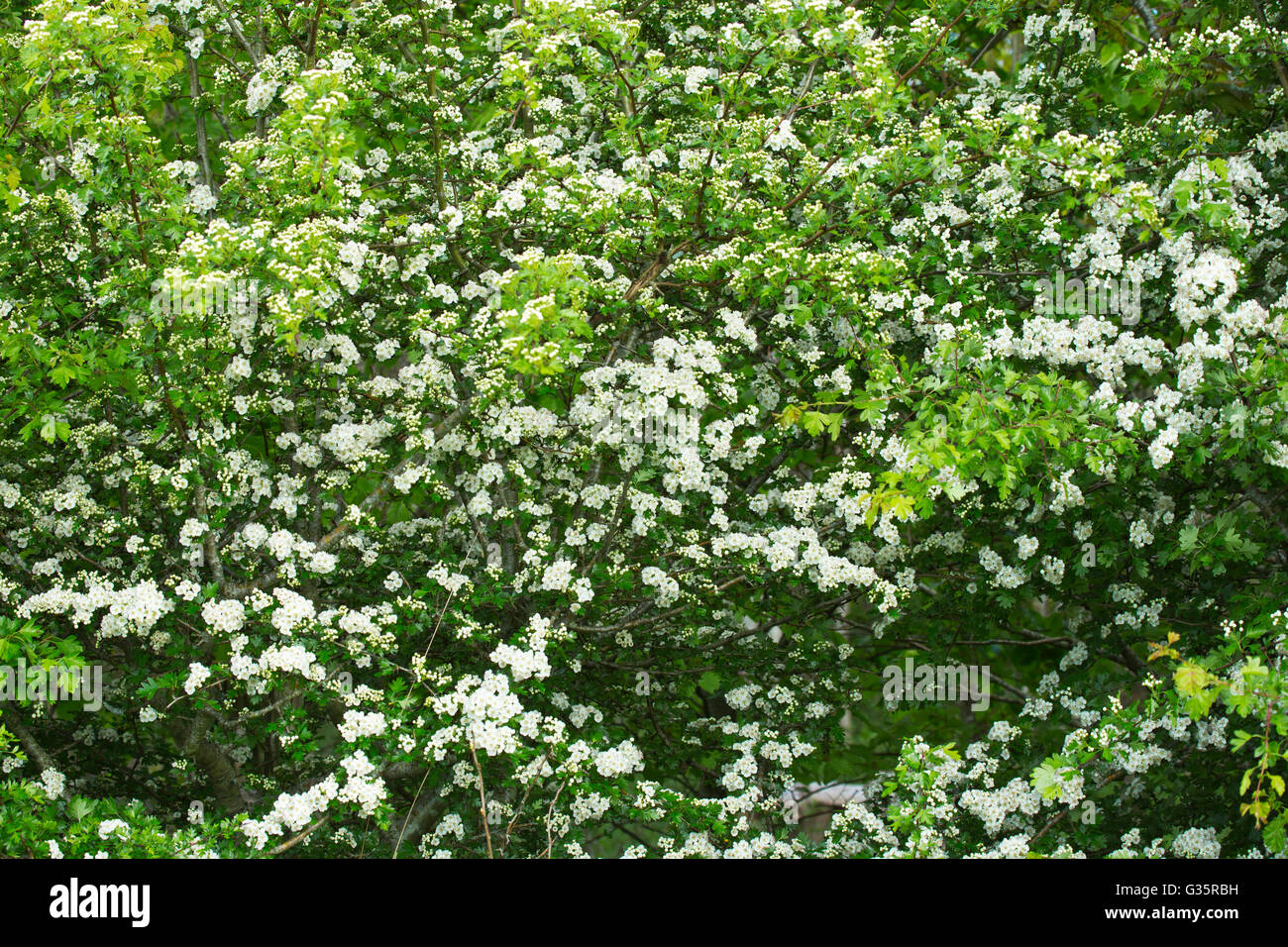Hawthorne hedge hi-res stock photography and images - Alamy
