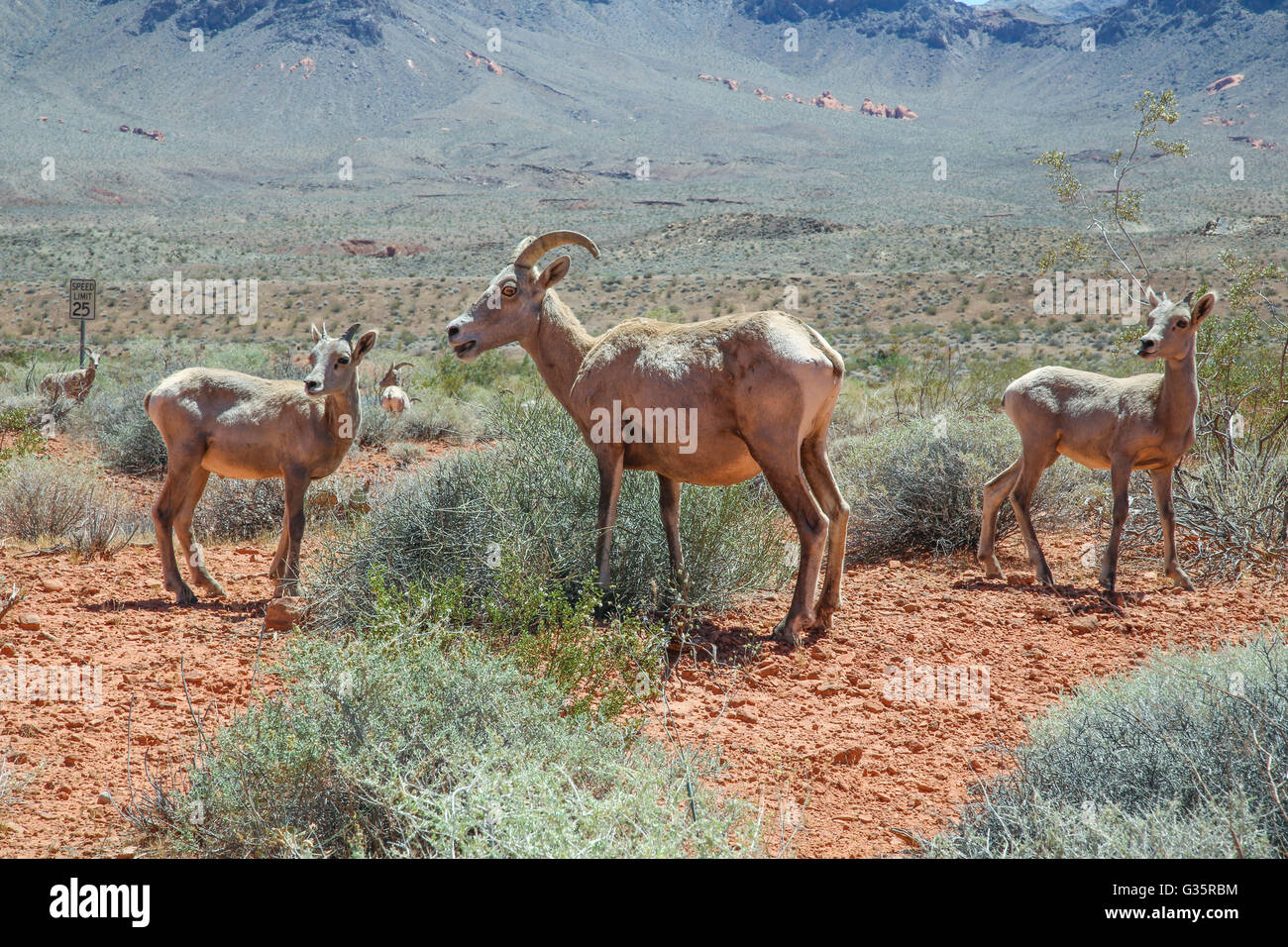Mountain goats of Nevada Stock Photo - Alamy