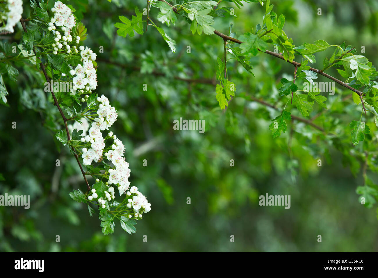 Hawthorne tree and spring flowers hi-res stock photography and images ...