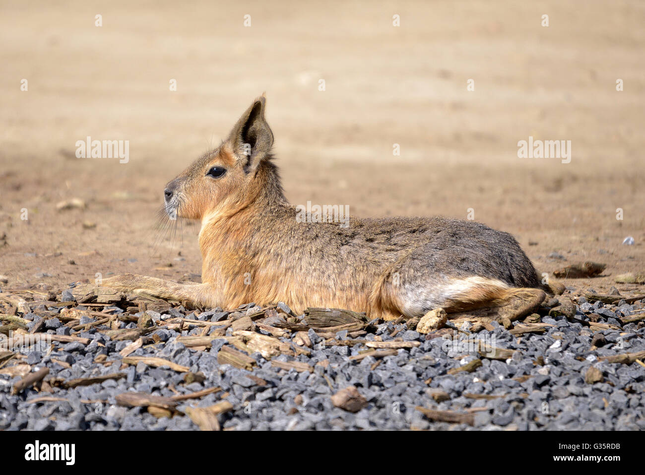 Patagonian mara (Dolichotis patagonum) lying on gravel Stock Photo - Alamy