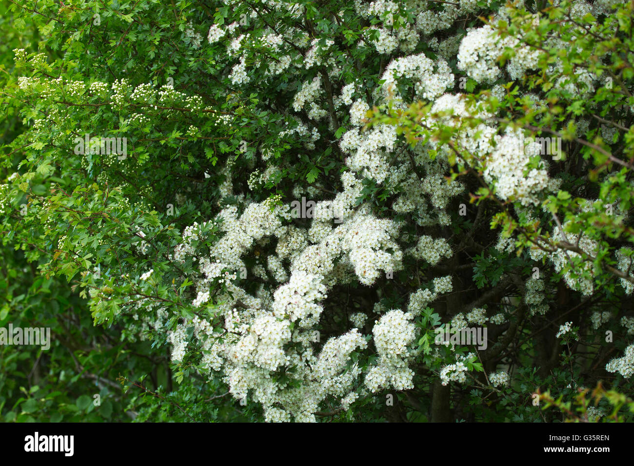 Hawthorne blossom and spring flowers hi-res stock photography and ...