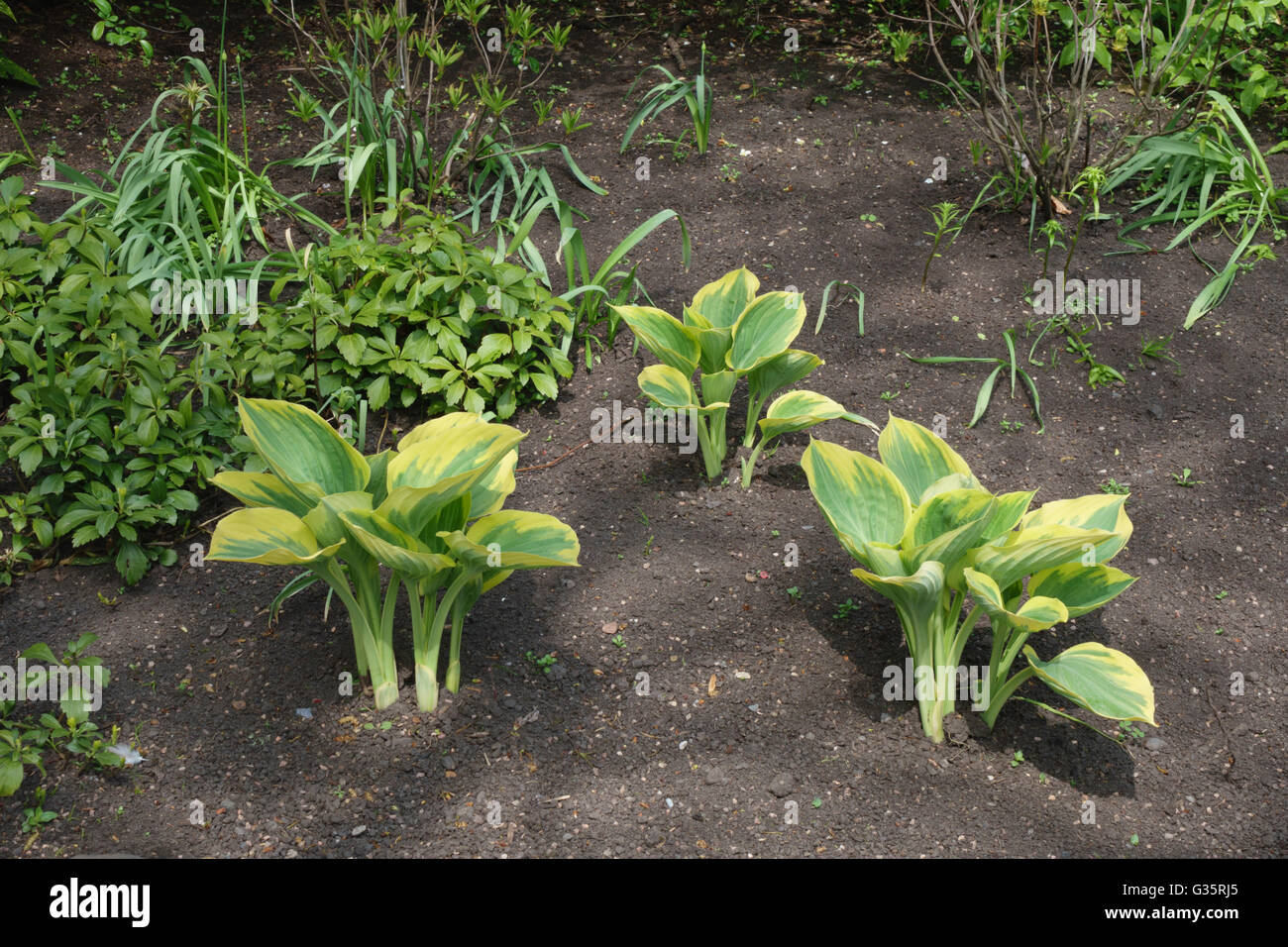 Edinburgh, Palace of Holyrood. Young hosta plants Stock Photo - Alamy