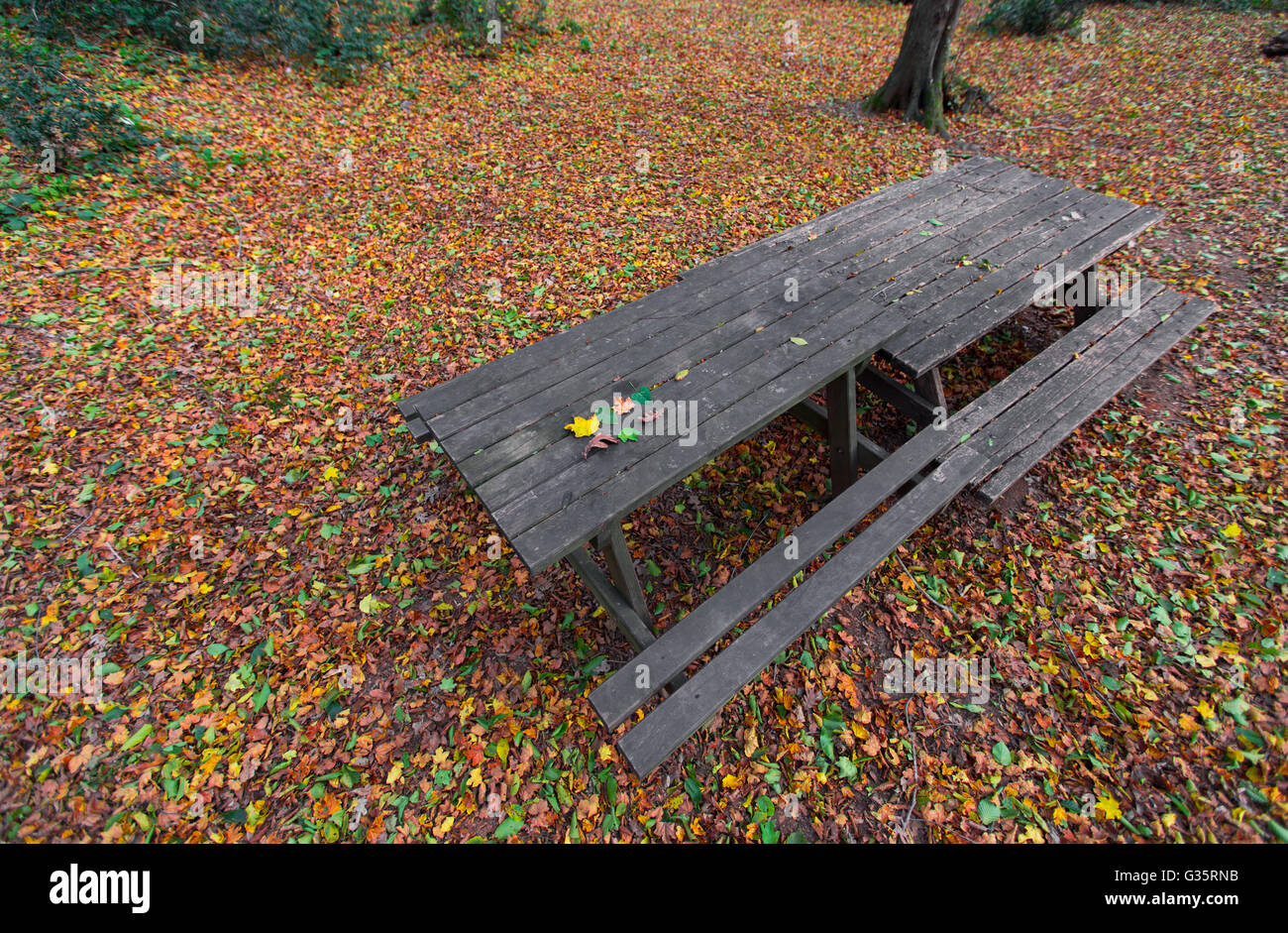 PICNIC TABLE IN AUTUMN LEAVES Stock Photo - Alamy