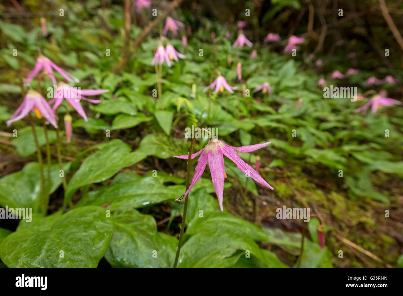 Coast hardy flowers hi-res stock photography and images - Alamy