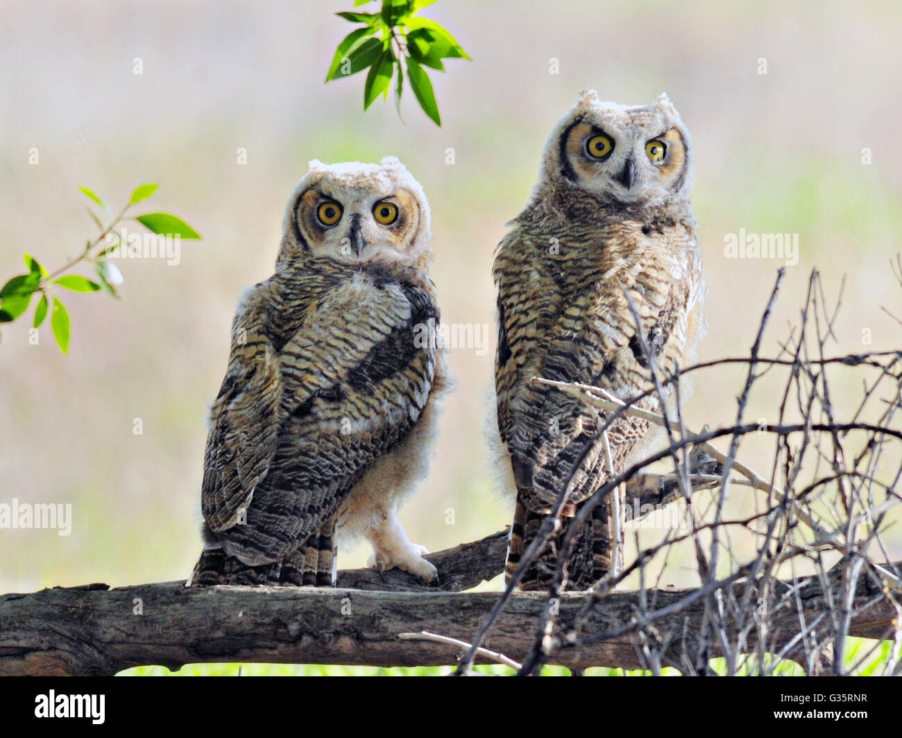 Juvenile great horned owls hi-res stock photography and images - Alamy