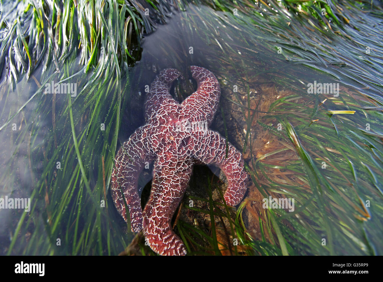 Keystone species starfish hi-res stock photography and images - Alamy