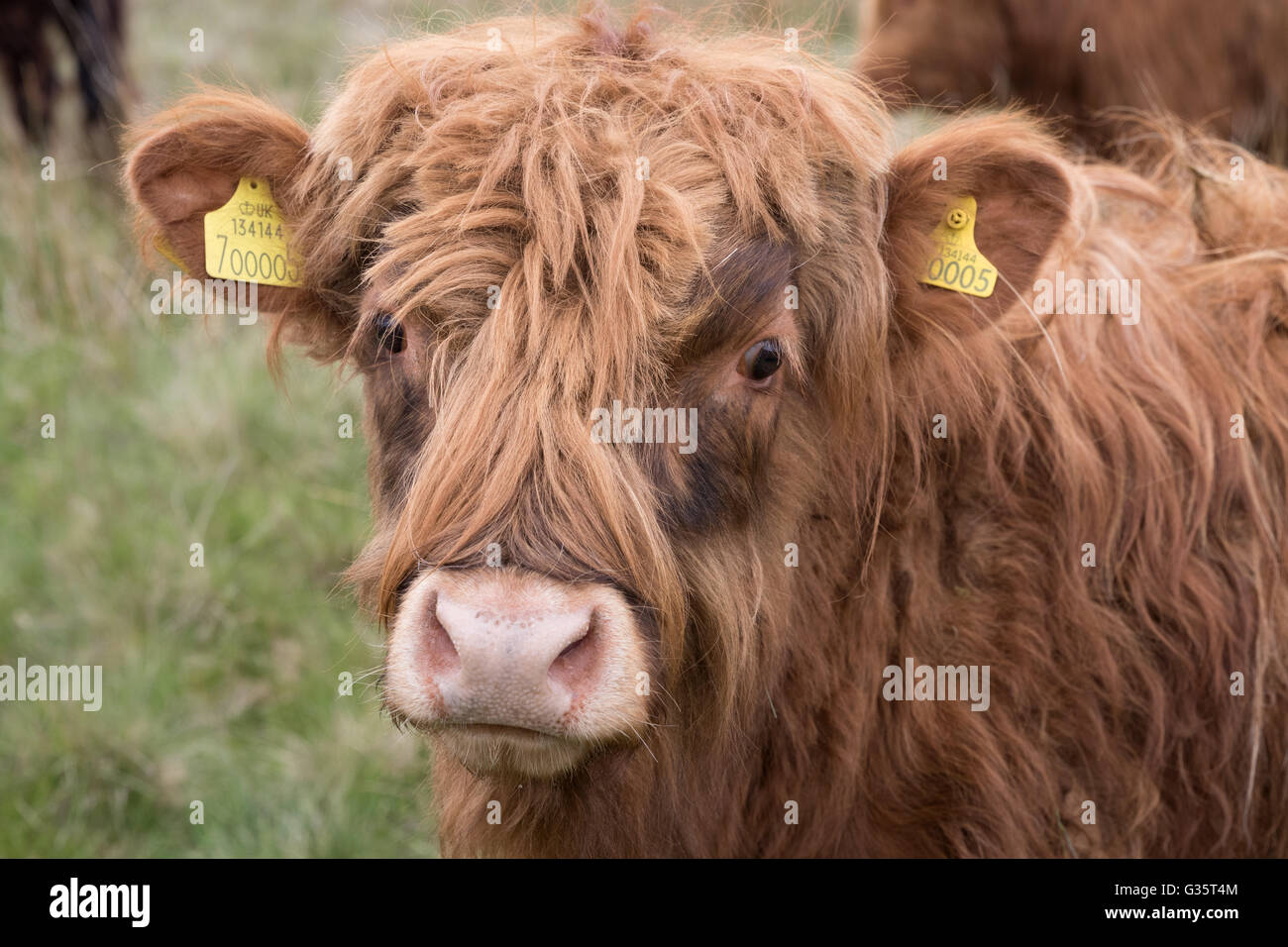 A highland cow on the moors near Stanbury in West Yorkshire Stock Photo ...