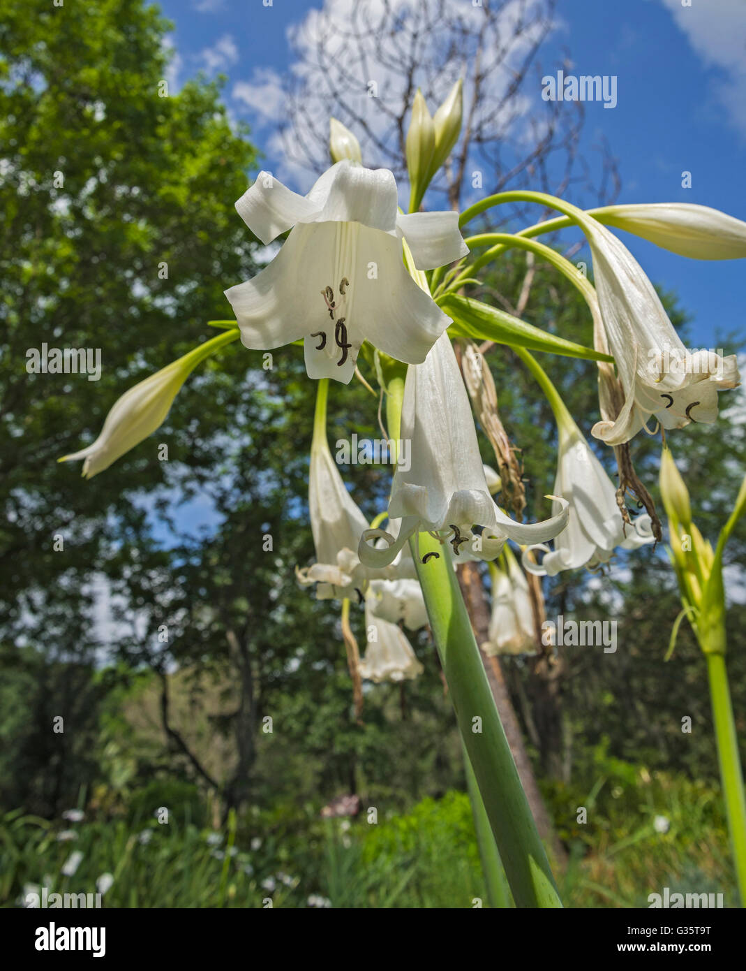 Botanical Gardens in Gainesville, Florida. Crinum lily-- Crinum "White ...