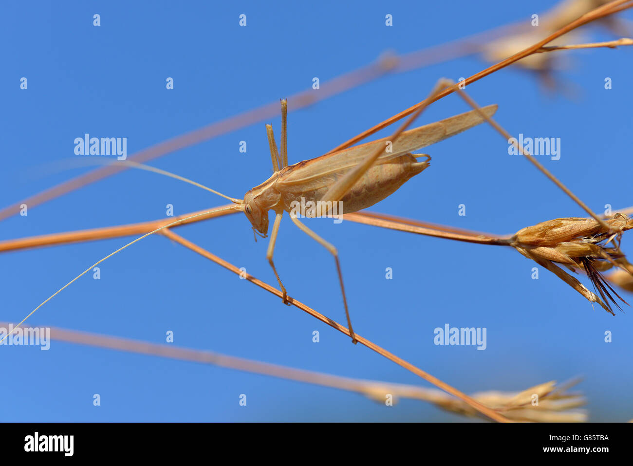 Closeup of grasshopper on grass seen from profile on blue sky ...