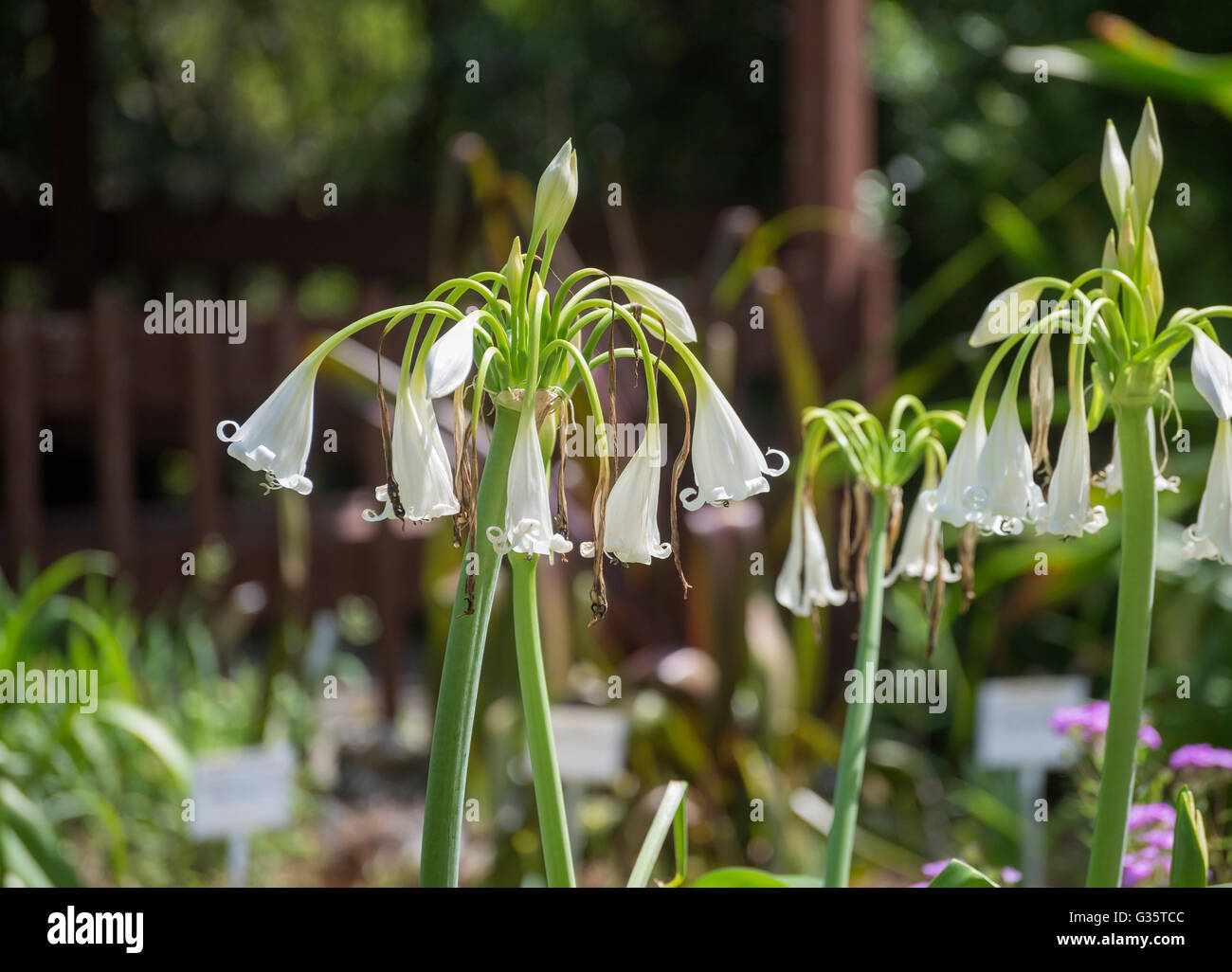 Botanical Gardens in Gainesville, Florida. Crinum lily-- Crinum "White ...