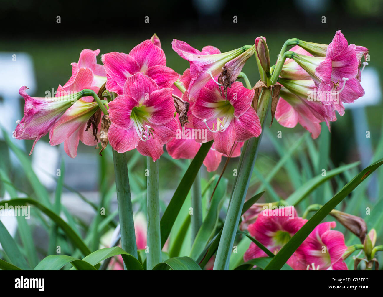 Amaryllis hippeastrum garden hi-res stock photography and images - Alamy