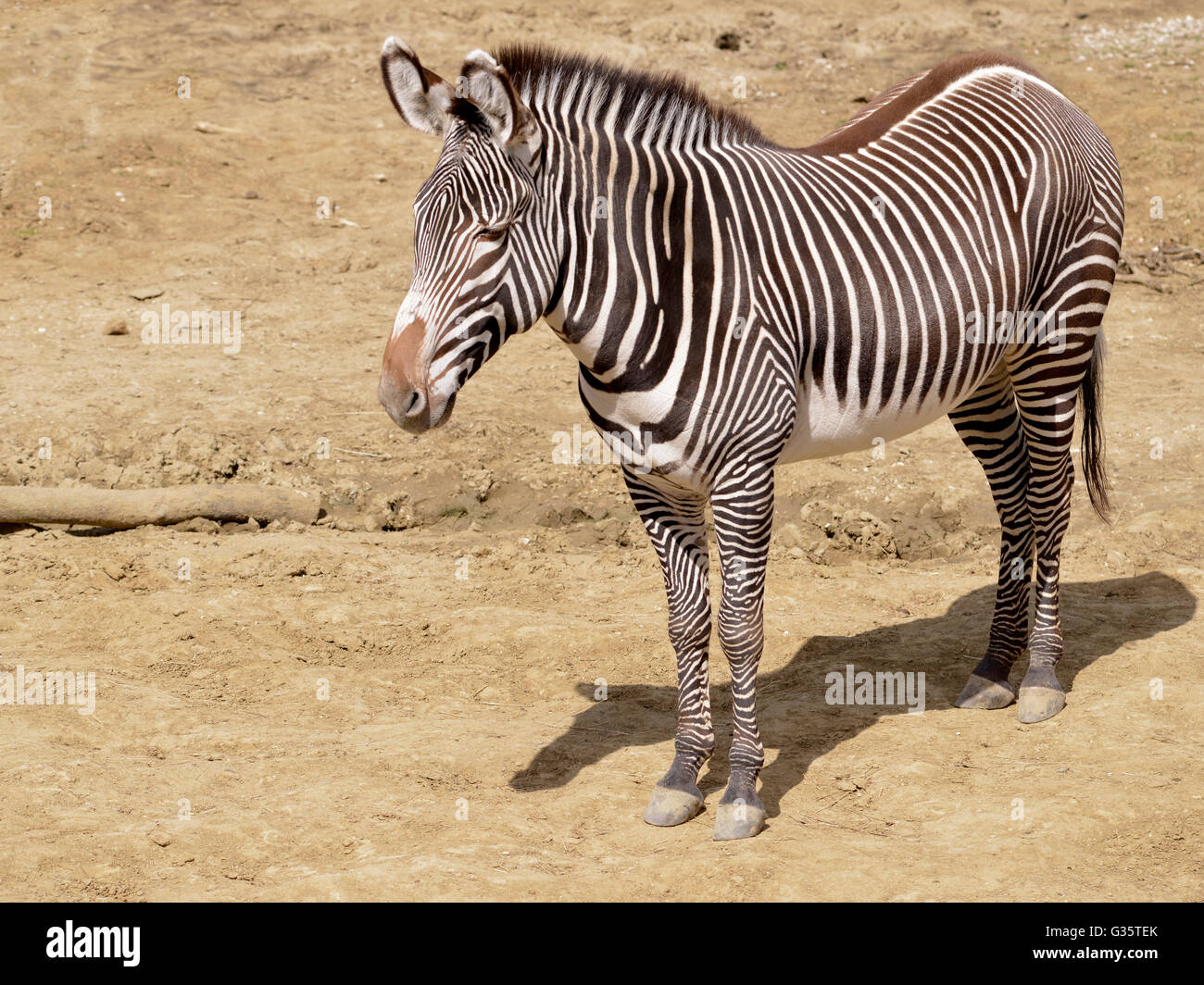 Savanna zebra leg hi-res stock photography and images - Alamy