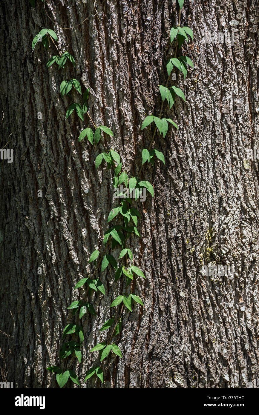 Vine growing up tree trunk in botanical garden, Gainesville, Florida ...