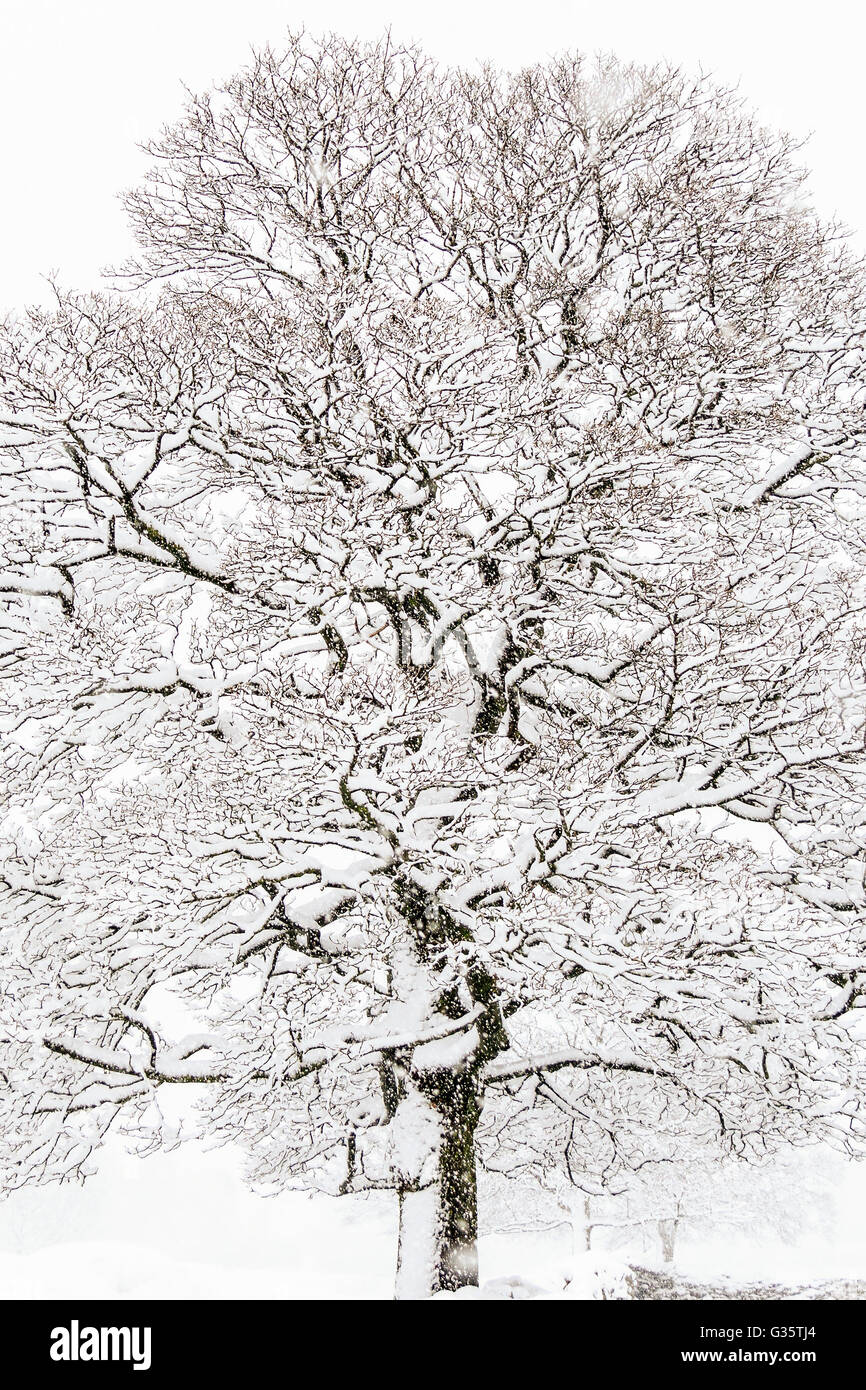 A beautiful tree in winter with snow Stock Photo - Alamy