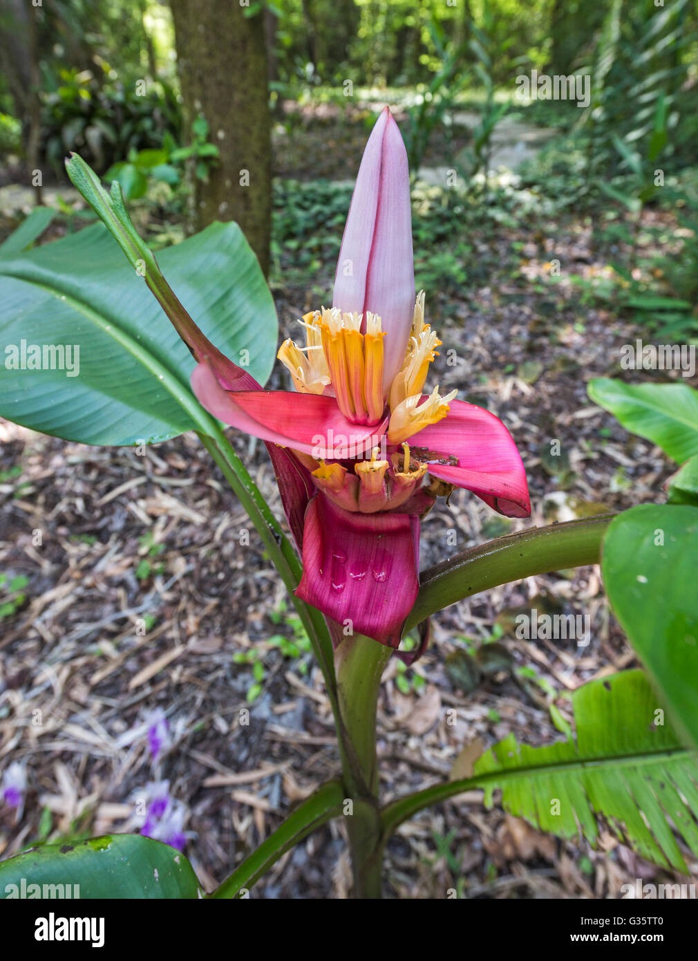 Plants unique botanical form hi-res stock photography and images - Alamy