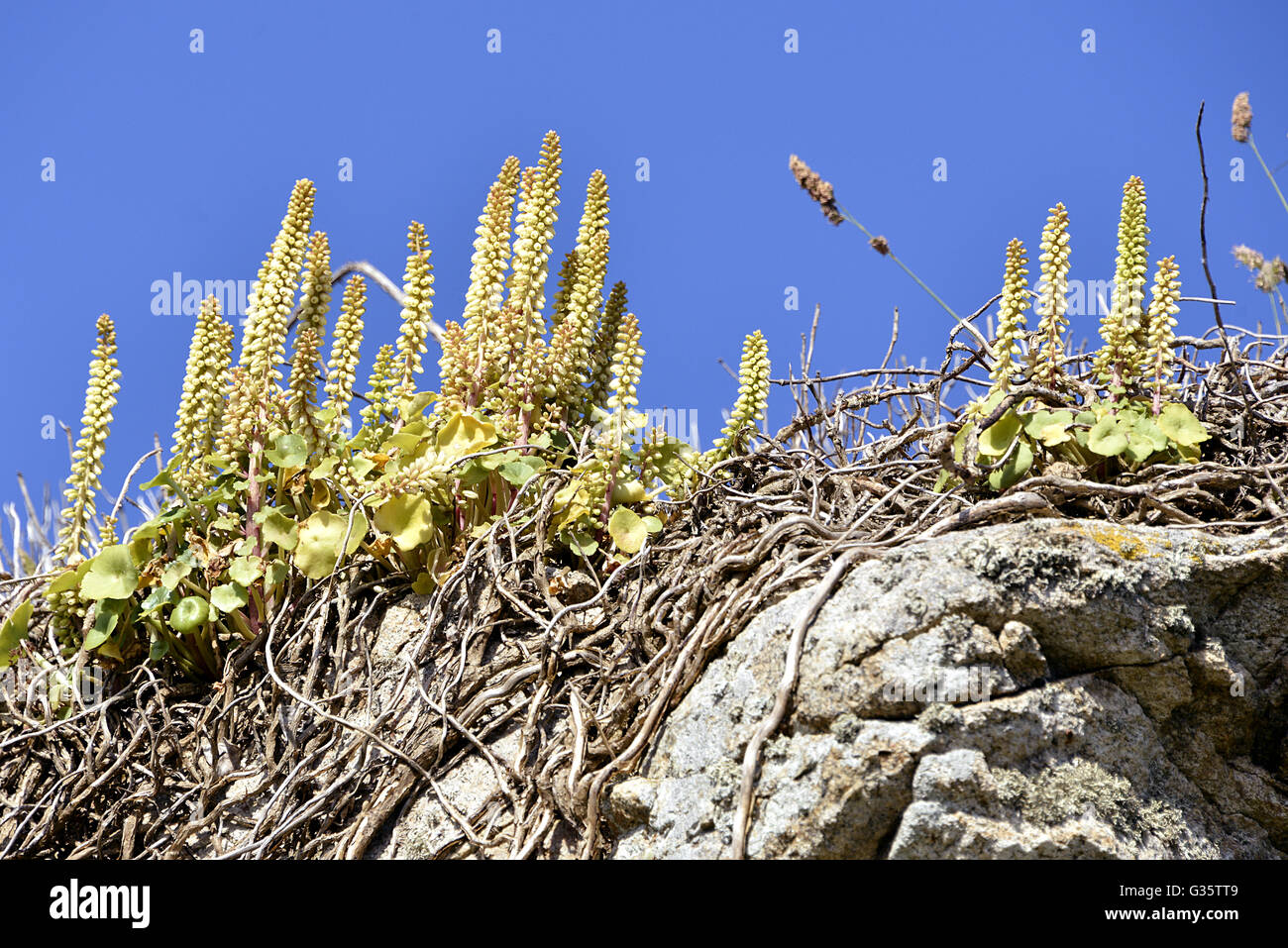 Penny flower hi-res stock photography and images - Alamy