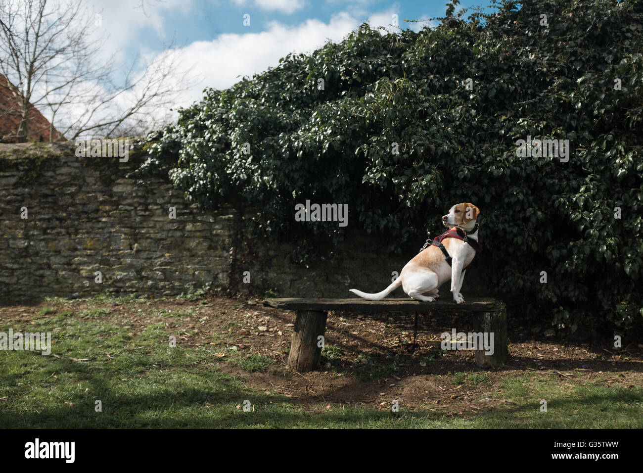 A beagle sits on a park bench Stock Photo - Alamy