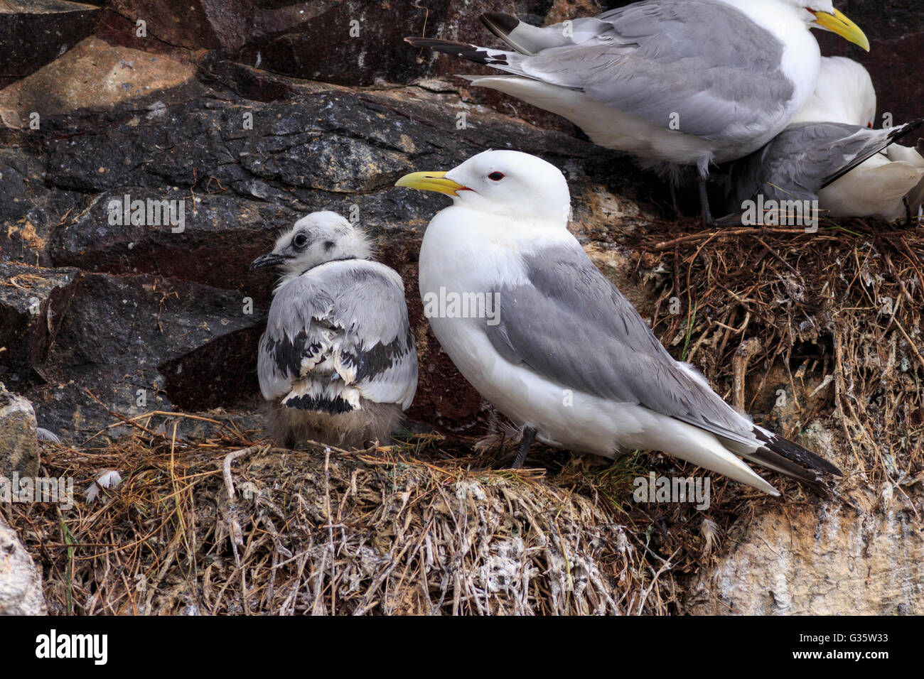 Kittiwake nest egg hi-res stock photography and images - Alamy