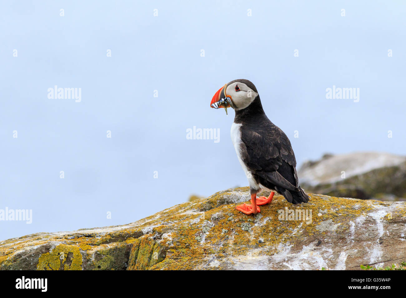 Anglesey south stack puffins hi-res stock photography and images - Alamy