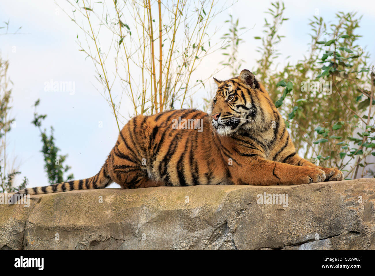 Beautiful and endangered Sumatran Tiger Stock Photo - Alamy