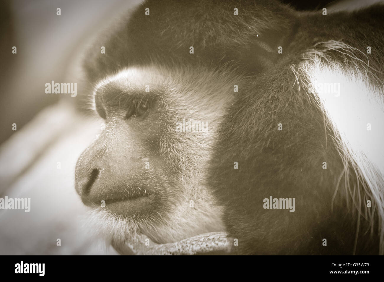 Monkey back side hi-res stock photography and images - Alamy